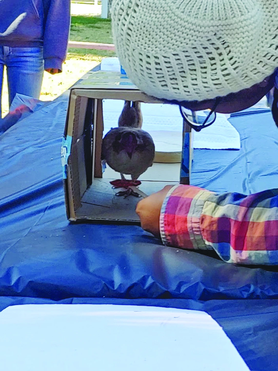 Chicken Camp | School of Animal and Comparative Biomedical Sciences